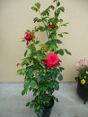 Notre jardin secret.: Mes 1ers rosiers..