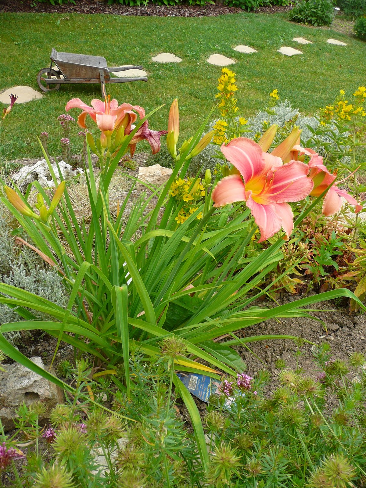 Notre jardin secret.: Hemerocalle pink damask