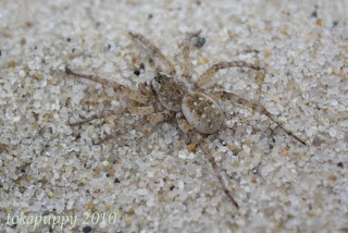 Wild into Suburbia: Daily Photo - Sand Spider