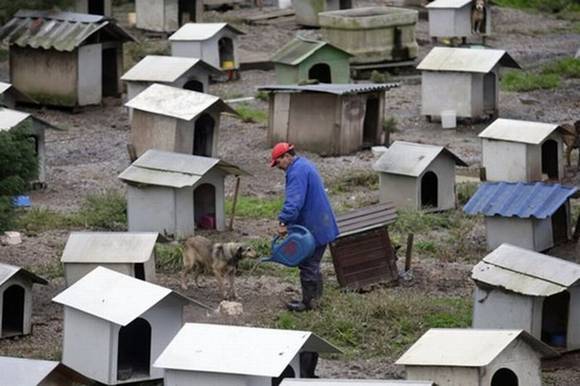 The Stylish: Dog Shelter in Brazil