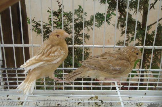 Canários de Cor Bahia: Origem do Canário Belga