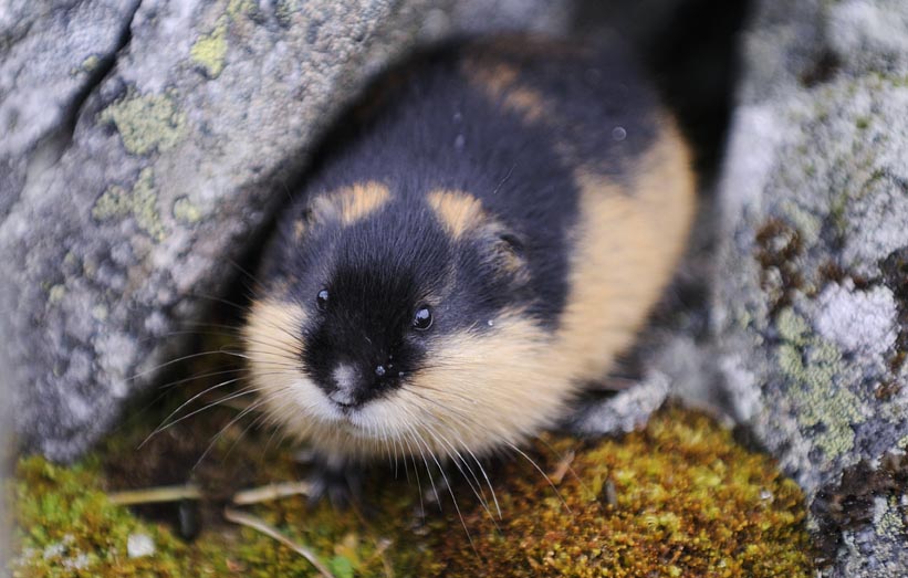 12 måneder i skogen: September 2010