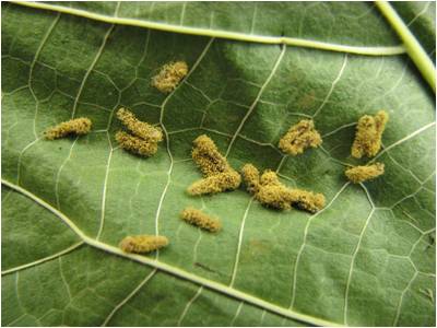 the silkworm: ASPERGILLOSIS IN SILKWORM