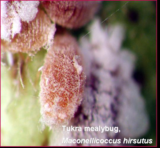 the silkworm: OUT BREAK OF A NEW INVASIVE PEST, PAPAYA MEALYBUG ...