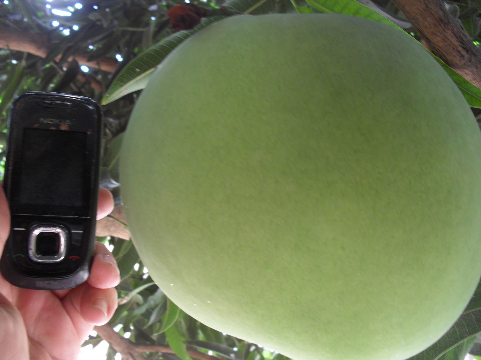 Blog do Pessoa: MANGA COITÉ: Novo record em Parnaíba