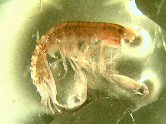 Winter Flounder Enhancement