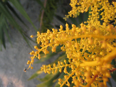 Mayistas: Flora Maya III