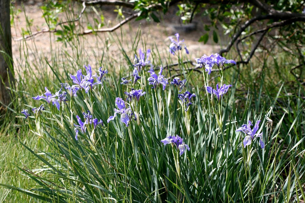 Camissonia's Corner: The Douglas Iris finally blooms and a mountain ...
