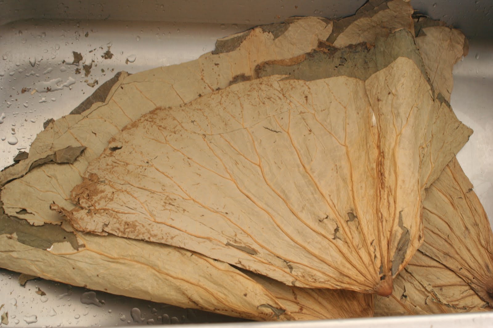 The Grub Files: Cooking with Camissonia: Sticky Rice Wrapped in Lotus ...