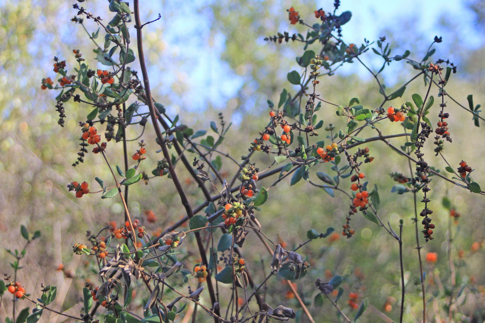 Camissonia's Corner: Treks on the Santa Rosa Plateau: Maidenhair Ferns ...