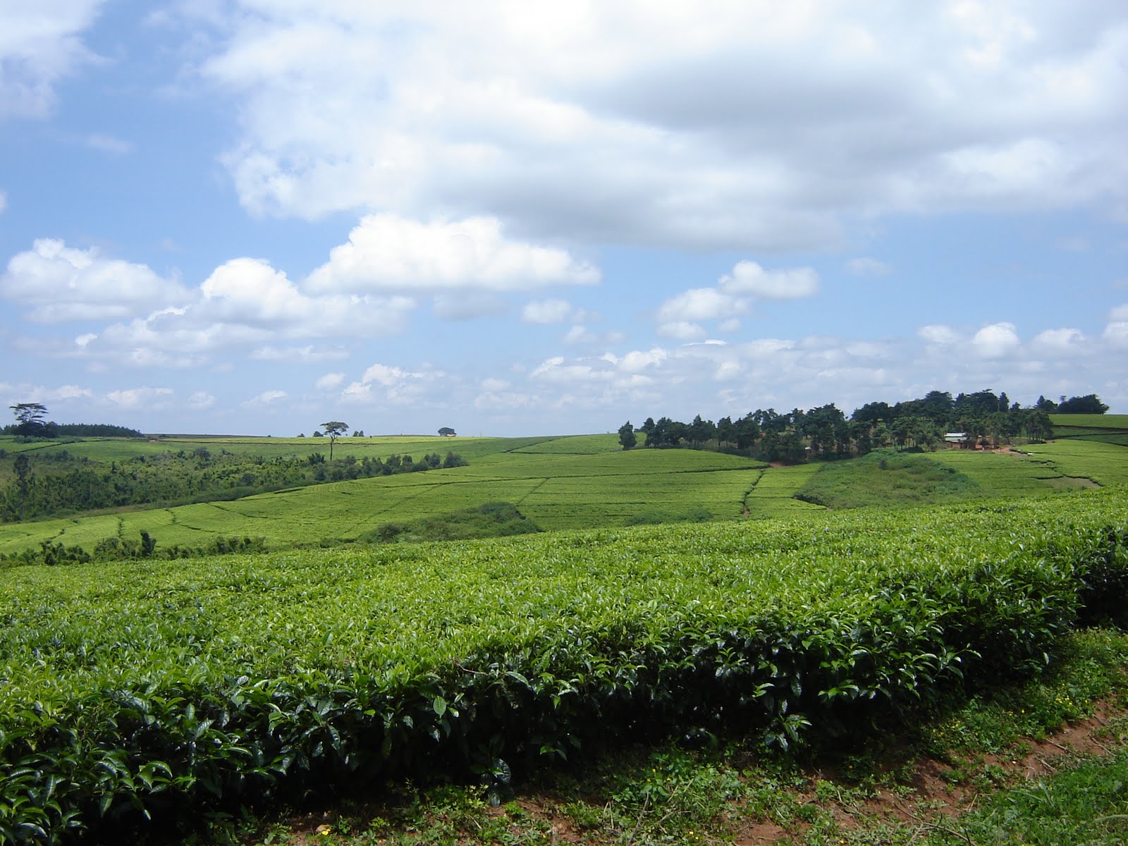 Tracy's Travels: Thyolo and Mulanje