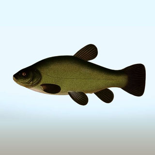 Pesca en el Bajo Aragón (la Estanca, La Badina, Santolea, El bado ...