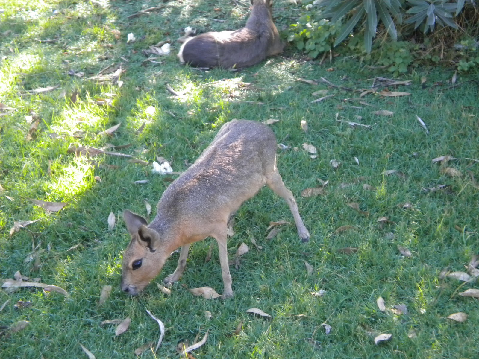 Beinvenidos a Buenos Aires: Is it a rabbit/deer hybrid??
