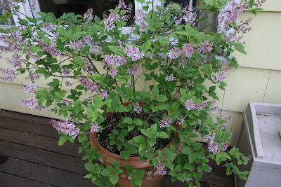 heirloom gardener: Container Gardening: Pictures of Miss Kim Lilac
