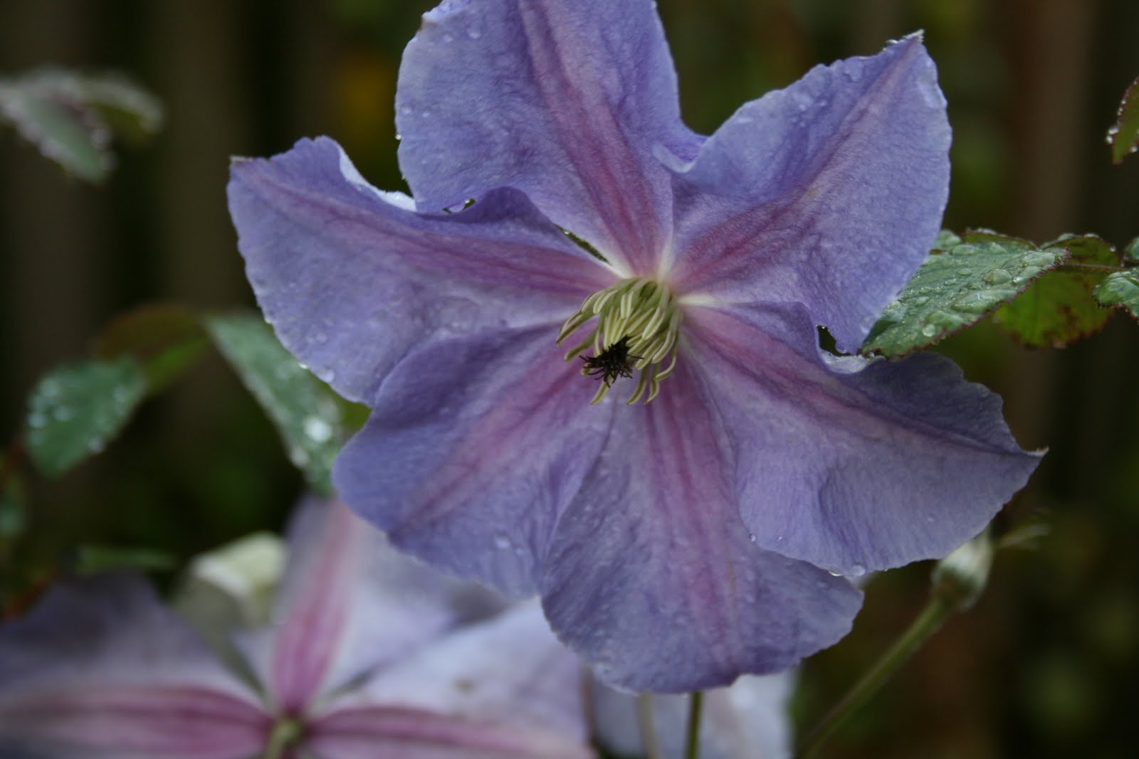 heirloom gardener: End of Season Clematis: Arabella in the Cutting Garden