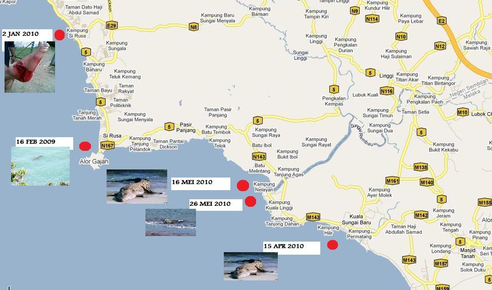 Al Kisah Buaya Di Pantai PD & Melaka