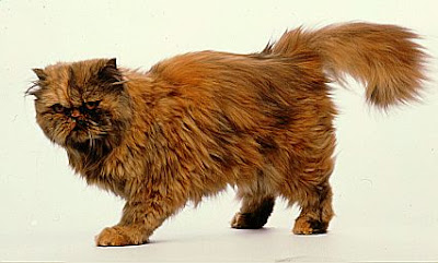 Kitty Cat Meow: Tortoiseshell Longhair - Longhaired Cats