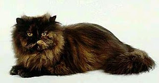 Kitty Cat Meow: Tortoiseshell Longhair - Longhaired Cats