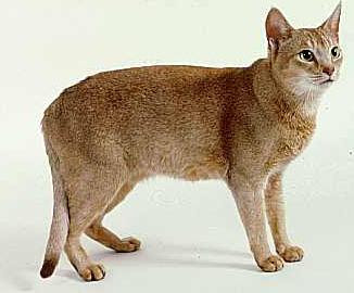 Kitty Cat Meow: Abyssinian - Shorthaired Cats
