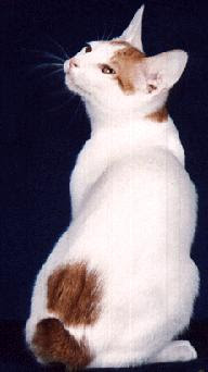 Kitty Cat Meow: Japanese Bobtail - Shorthaired Cats