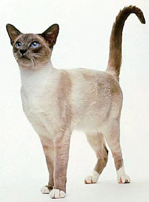 Kitty Cat Meow: Snowshoe - Shorthaired Cats