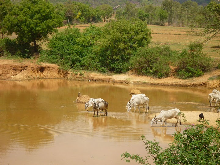 Baladi Yogesh's travel blogs: One day trip to "Muthathi forest"