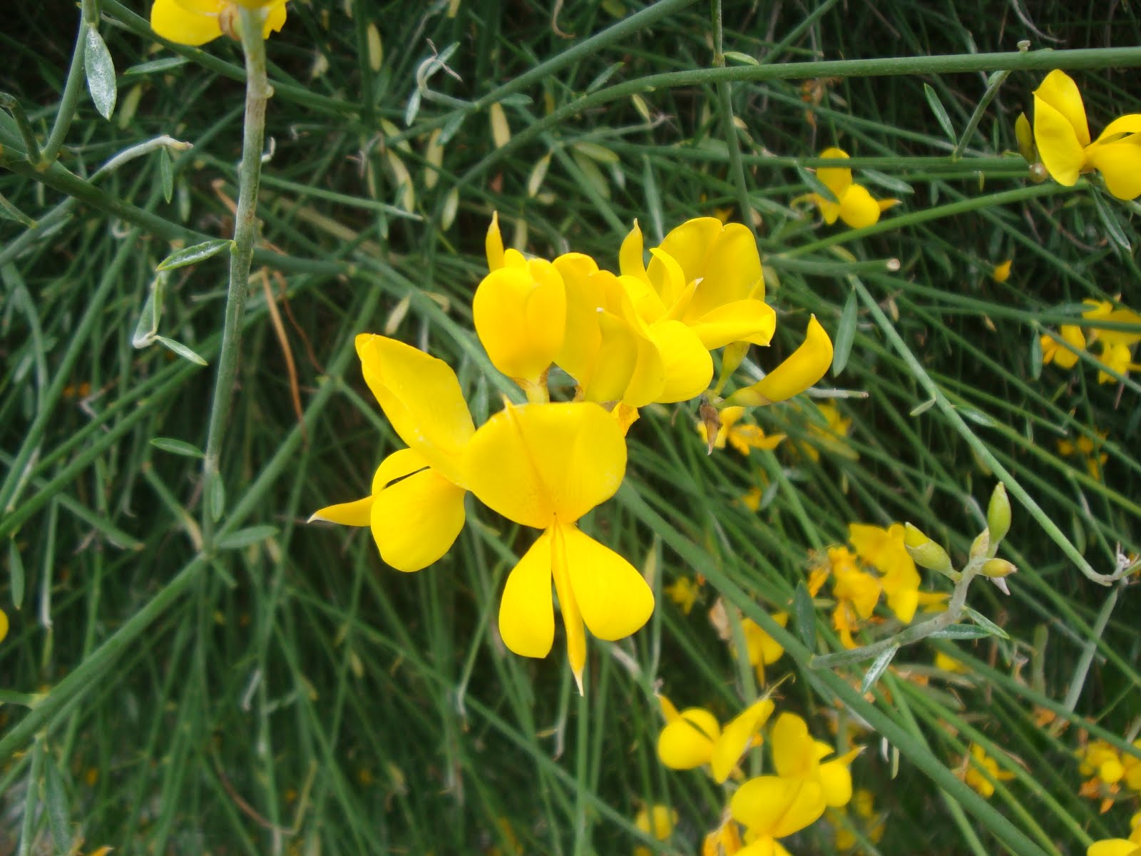 Tutti Pazzi Per Le Piante: GINESTRA,GINESTRA DEI CARBONAI