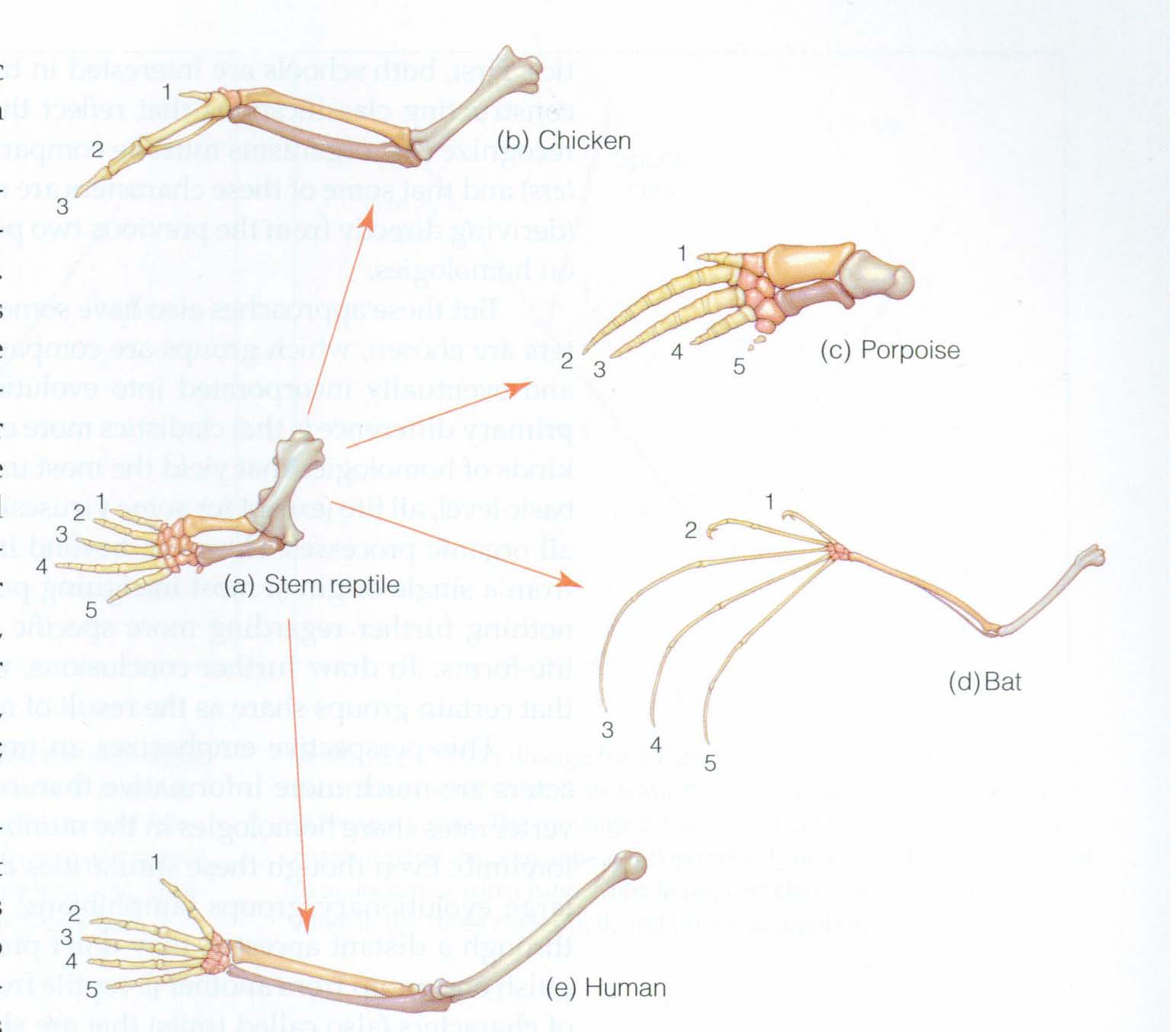 AshAnthro: Week #3: Analogy/Homology Blog Post