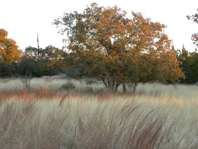Diane's Texas Garden: Fall in South Texas