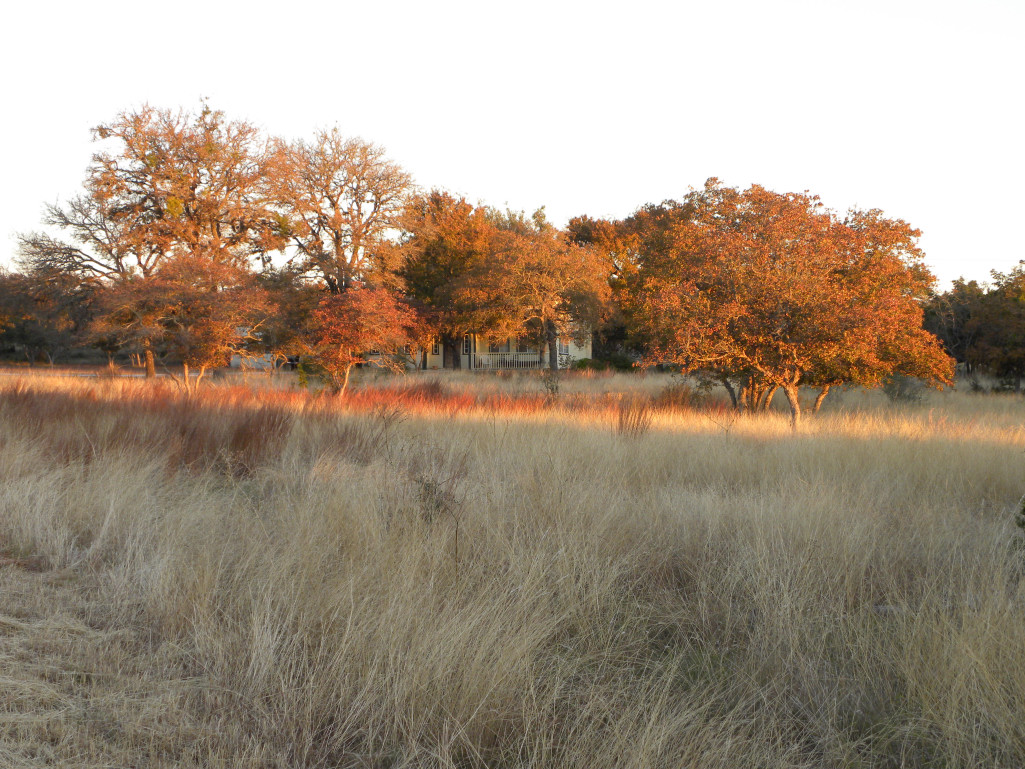 Diane's Texas Garden: Fall in South Texas