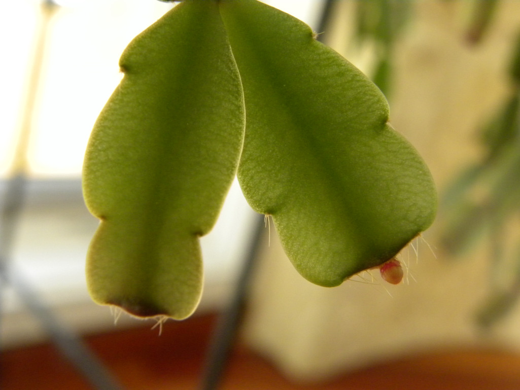 What Do Buds Look Like On A Christmas Cactus at Rita Skelley blog