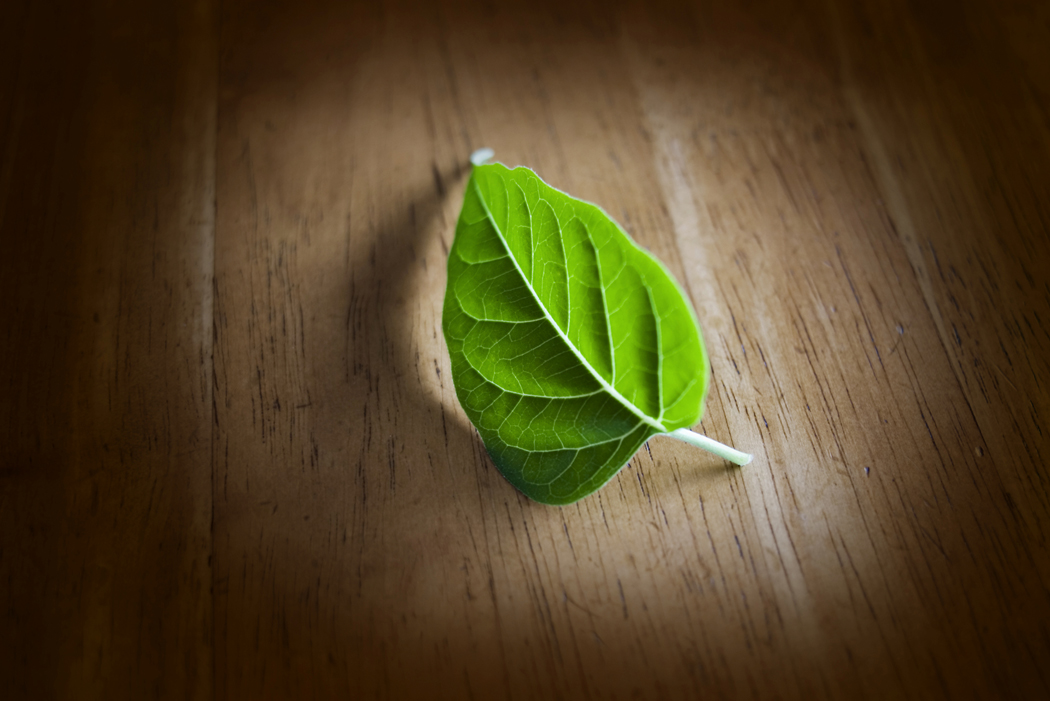 Botany Club: ? WHAT IS BOTANY