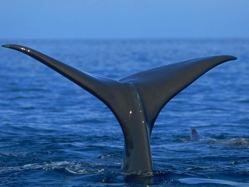 My Beautiful Picutre Album: Humpback Whale's tail
