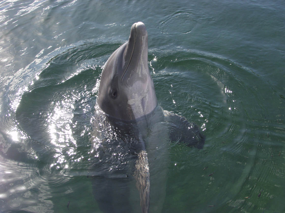 My Beautiful Picutre Album: Dolphins' Cute Faces