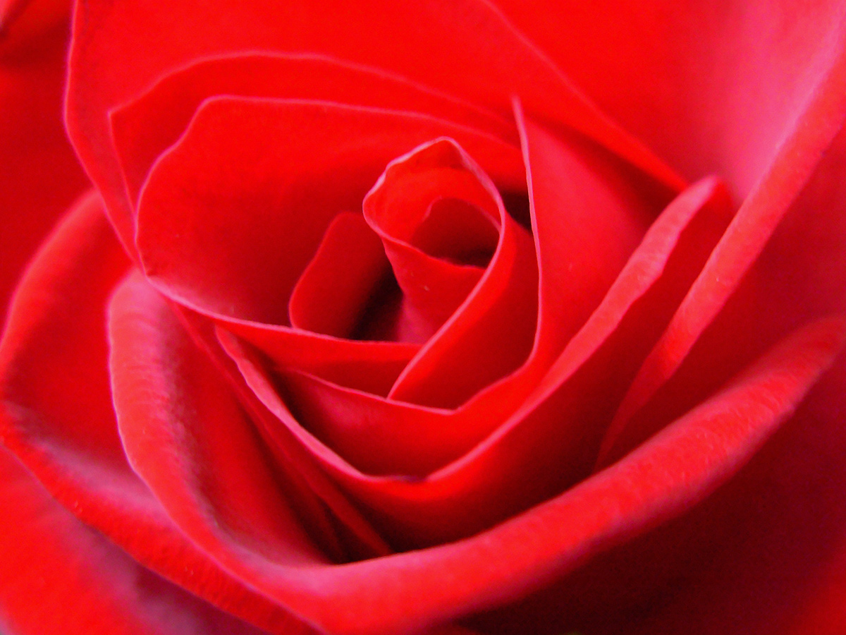 My Beautiful Picutre Album: Center of red rose