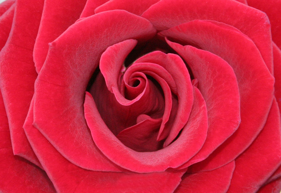 My Beautiful Picutre Album: Center of red rose