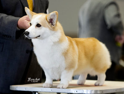 DOG SHOW POOP: WESTMINSTER CORGIS
