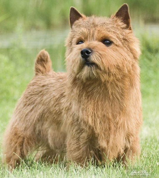 DOG SHOW POOP: 2010-03-28