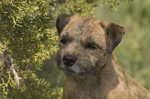 DOG SHOW POOP: 2010-04-11