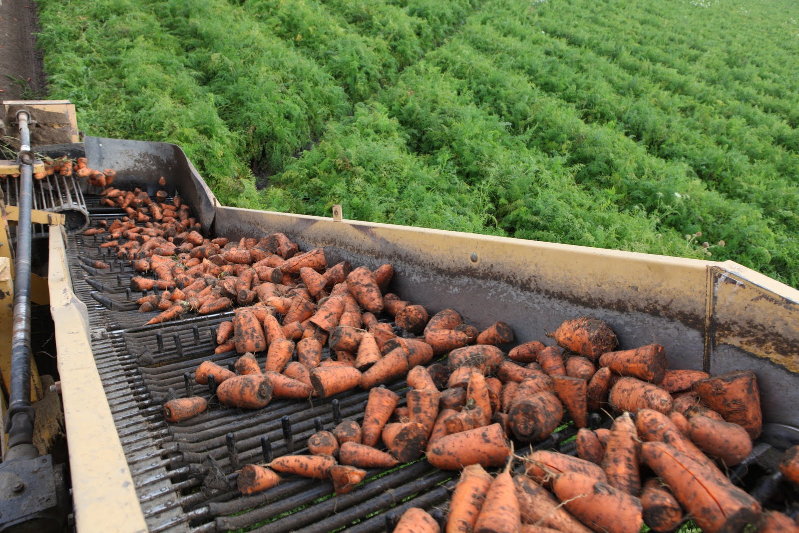 The Adventures of Brian & Staci: Carrot Harvest 101