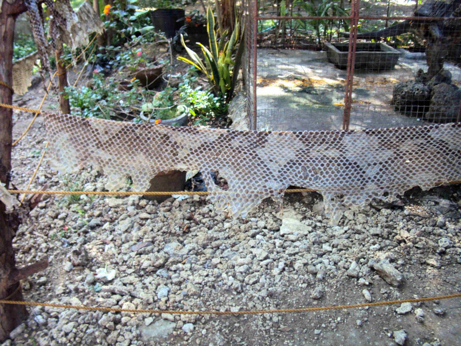 Pinoy Roadtrip: Prony, the Biggest Python in Captivity
