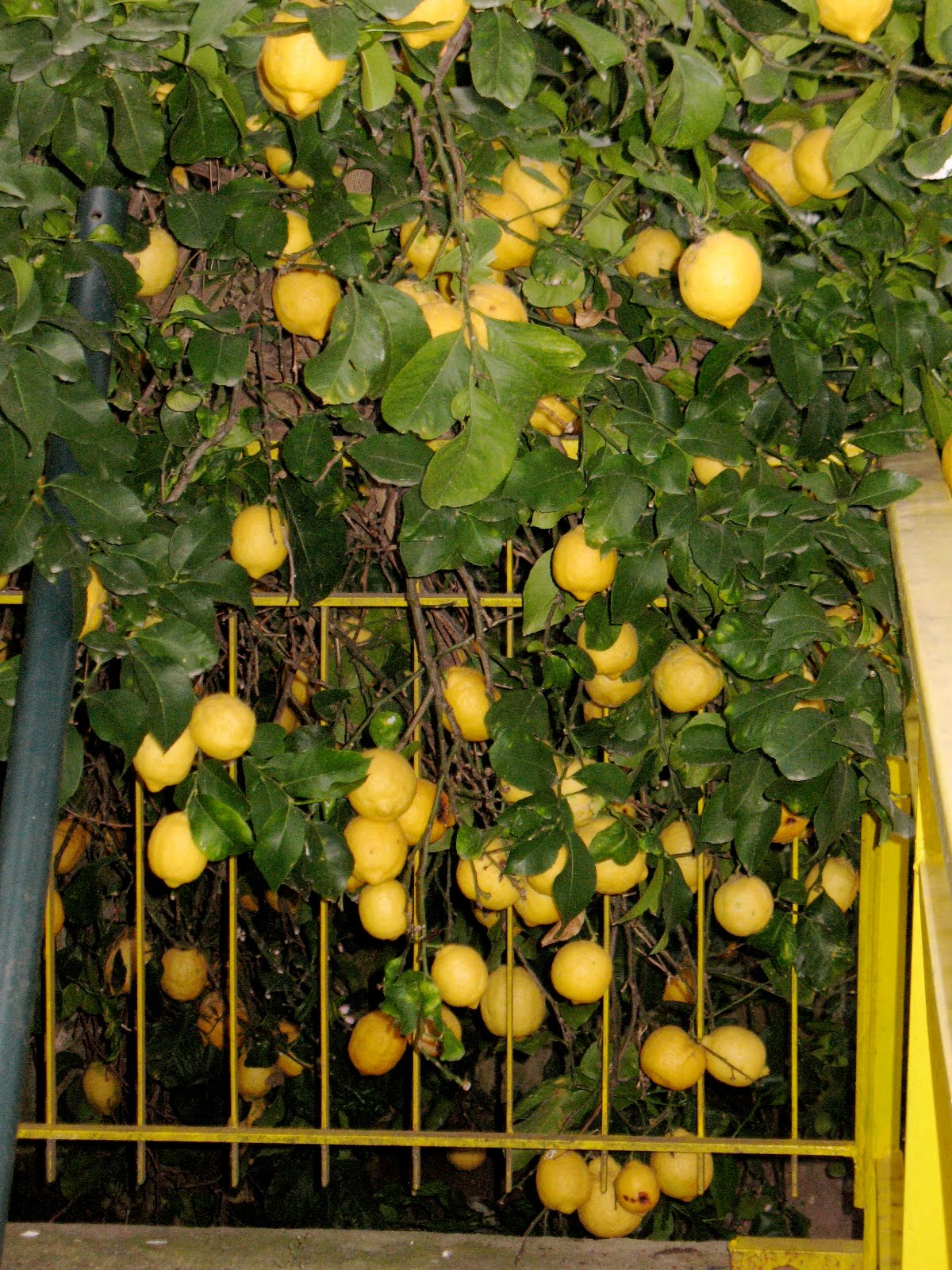 mojo: Why and how I make (so much) limoncello