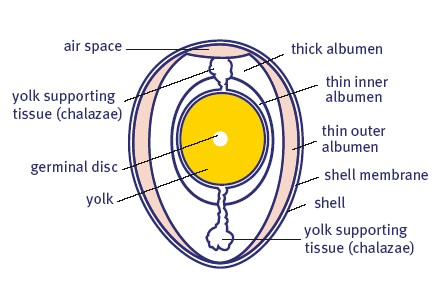 A View From The Kitchen: The Incredible Edible Egg