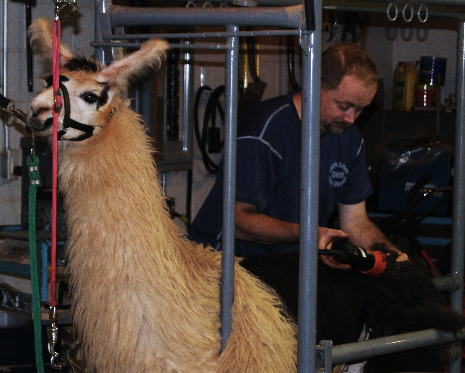 Thoughts from the farm