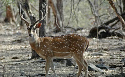 Gir India | Asiatic Lion | Hotels In Gir | Gir National Park | Lions Safari