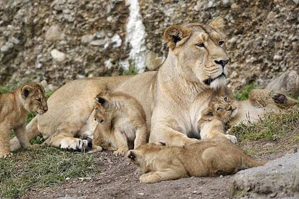 50 Lionesses In The Gir Sanctuary Are Pregnant Expecting Cubs | Gir ...