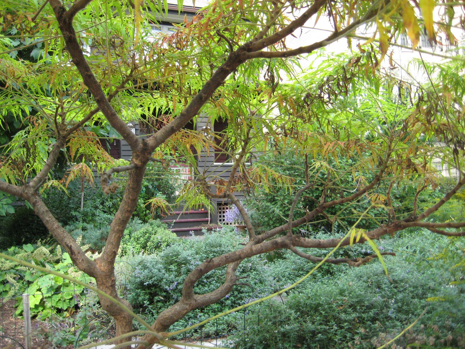 j. siegel designs blog: Fall Color: Tiger Eyes Staghorn Sumac