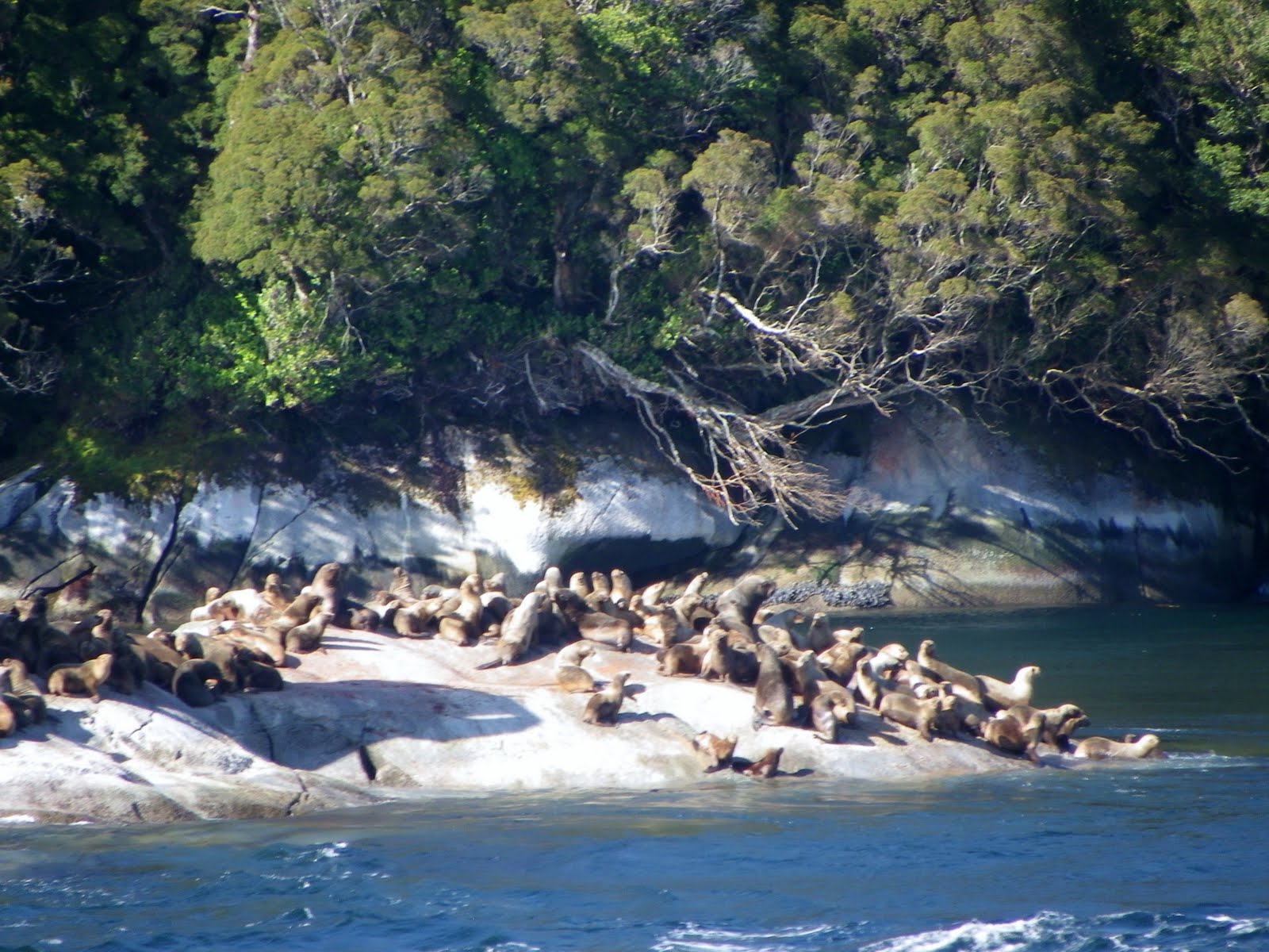 Travels with Gail and Rob: Photos from Punta Arenas , Darwin Channel ...