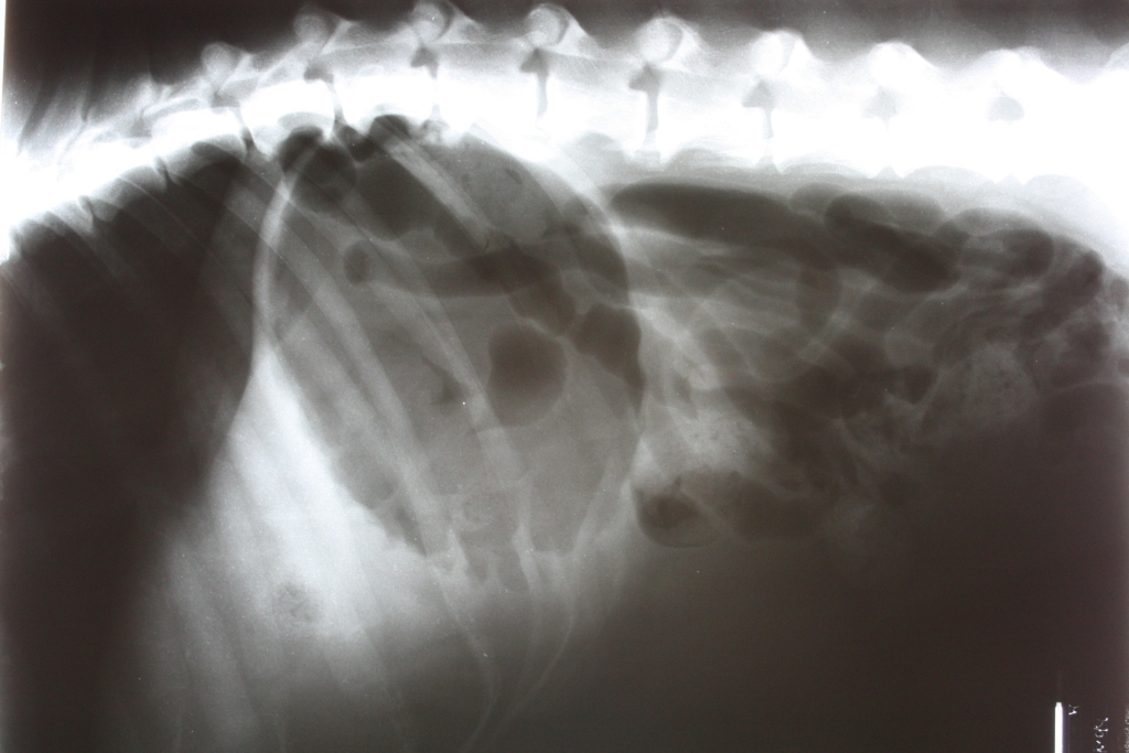 BlackSchutzhundShepherds: To Pexy or Not To Pexy?