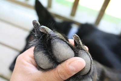 BlackSchutzhundShepherds: The Horrors of SLO - Symmetrical Lupoid ...